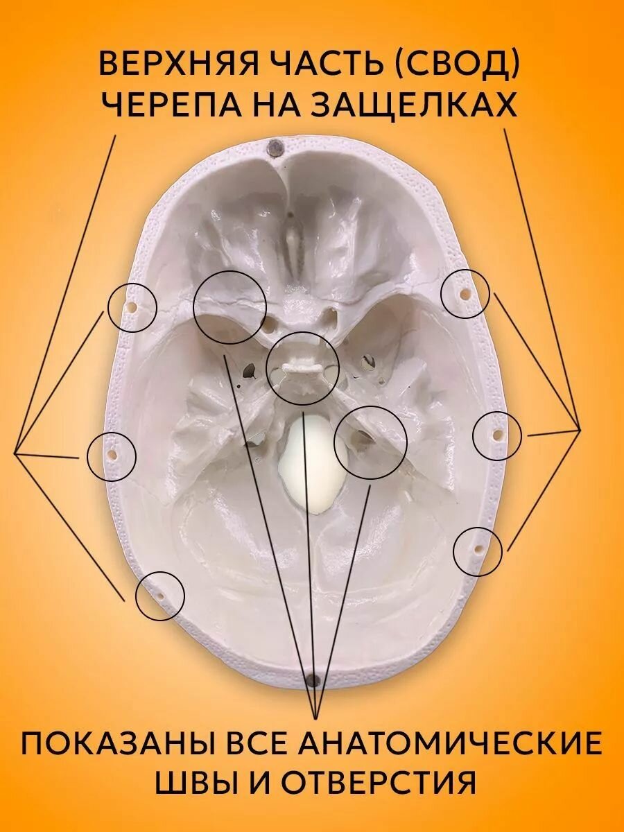 Анатомическая модель — фото 1
