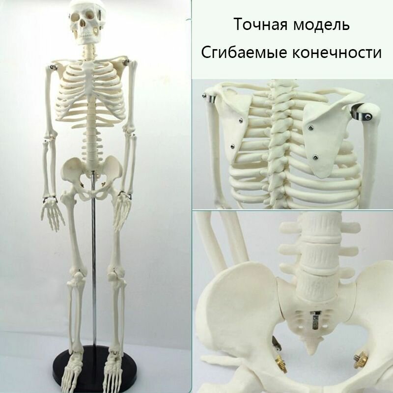 Анатомическая модель — фото 1