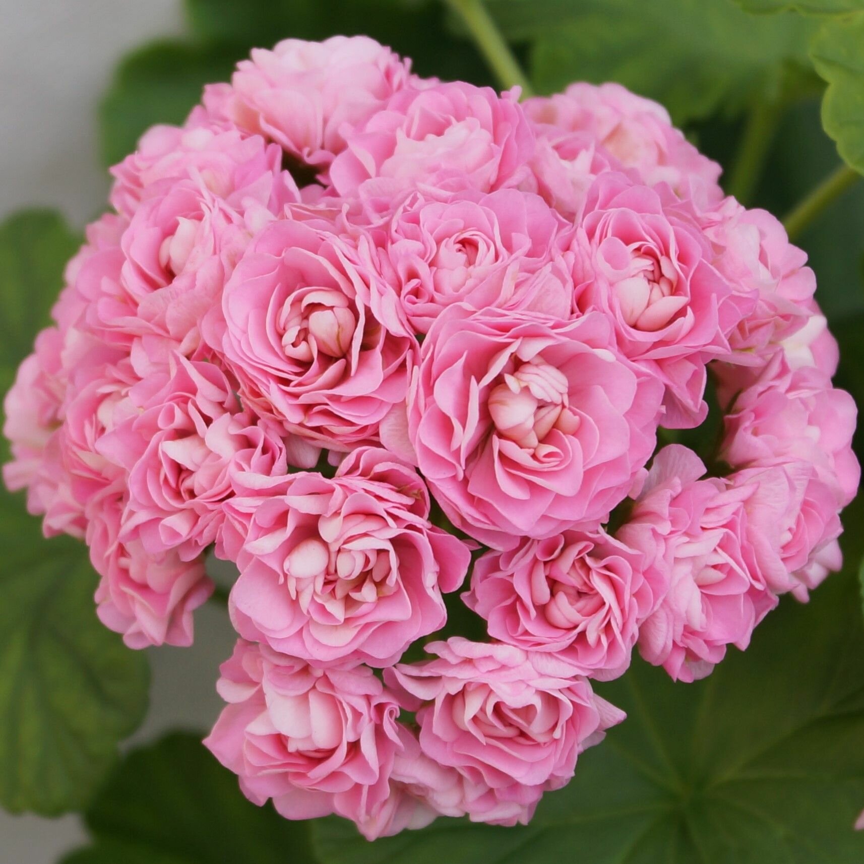 Пеларгония Swanland Pink