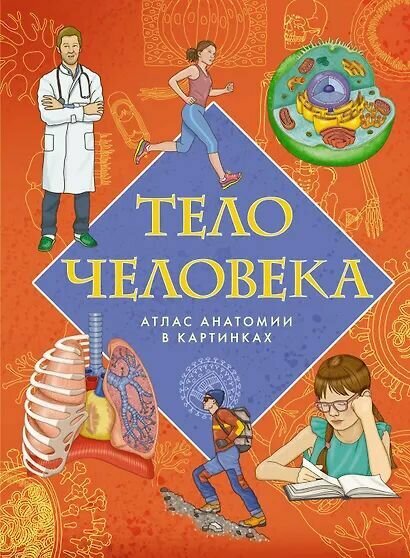 Барсотти Элеонора: Тело человека. Атлас анатомии в картинках