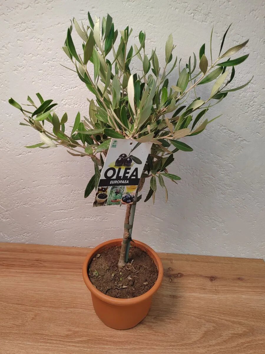 Олива Европейская на штамбе цветок в горшке живой 60 см
