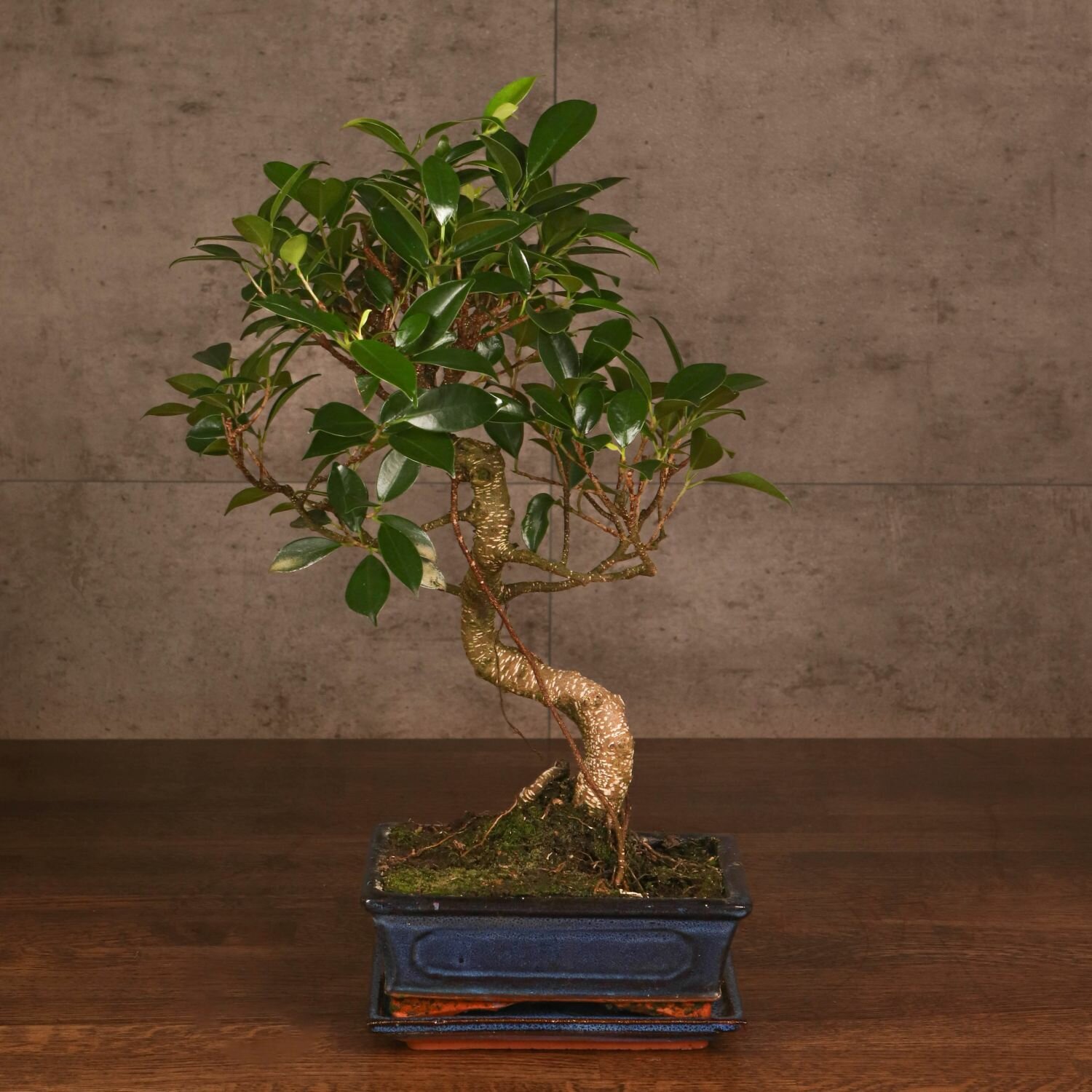 Бонсай Фикус Ретуса 50 см