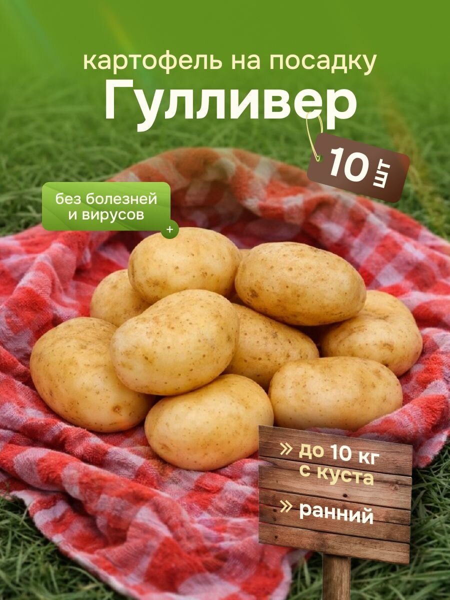 Семенной картофель на посадку Гулливер 10 шт (ранний)