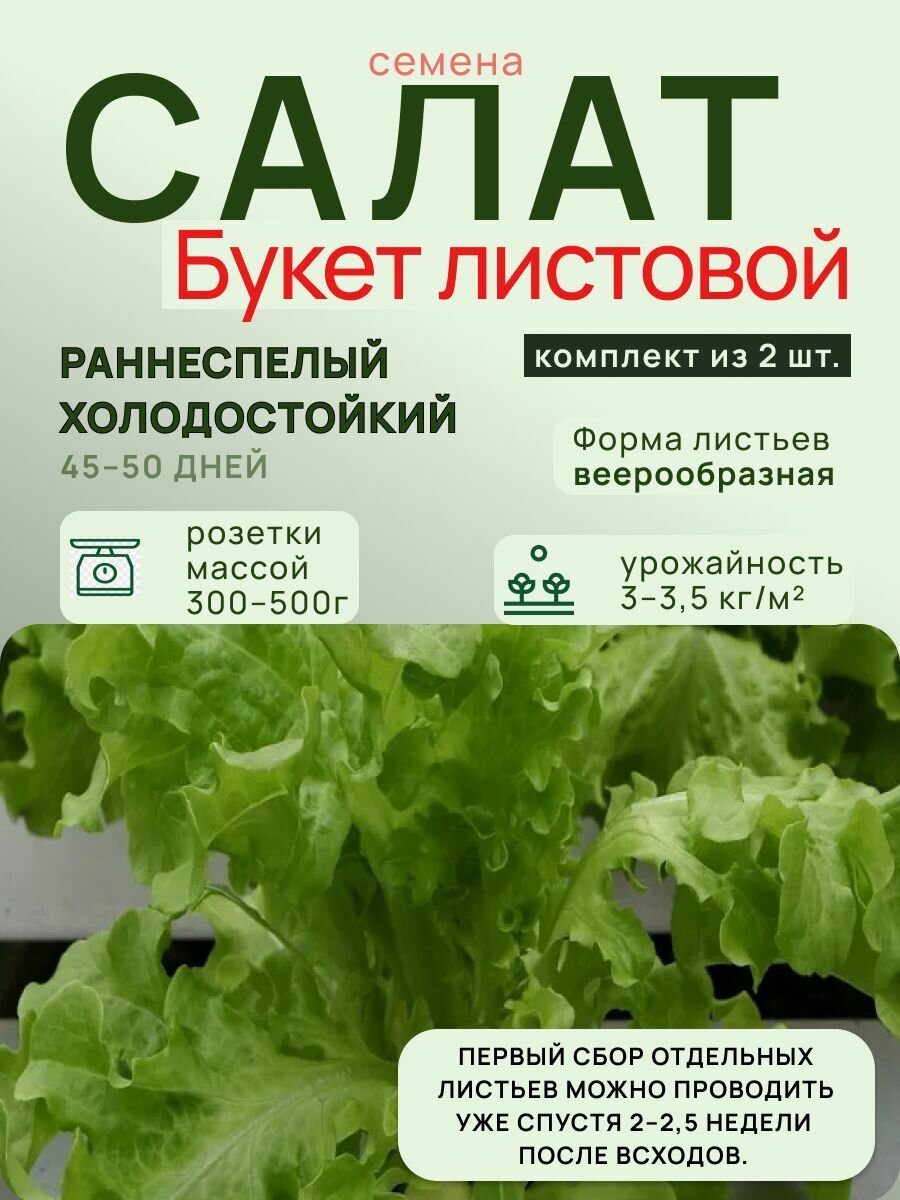 Семена салата аэлита "Букет листовой", среднеспелый, однолетний, 2 пачки