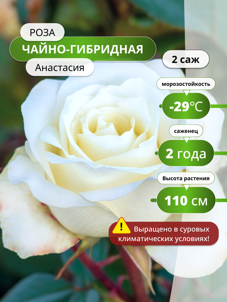 Роза чайно-гибридная Анастасия (Anastasiya) / 2 шт, розы, белый