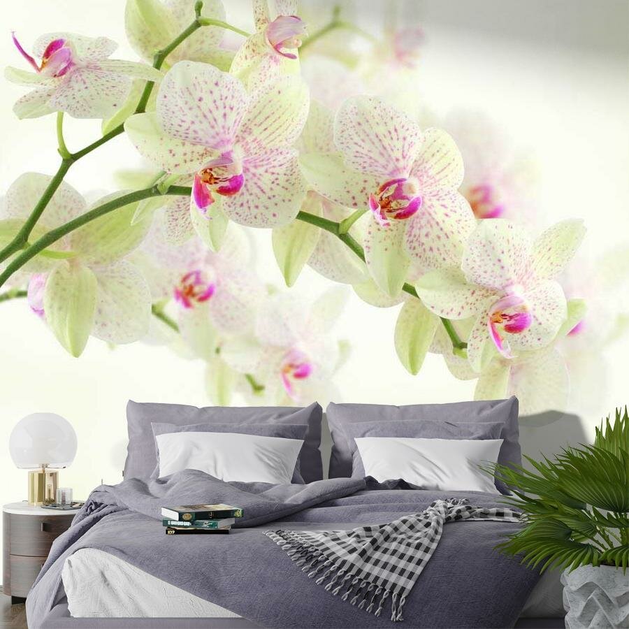 Фотообои Белая орхидея с розовым пигментом 10-164-S-Флекс 270 x 200 см (ВхШ) Бесшовные, флизелиновые, влагостойкие обои MasterFresok