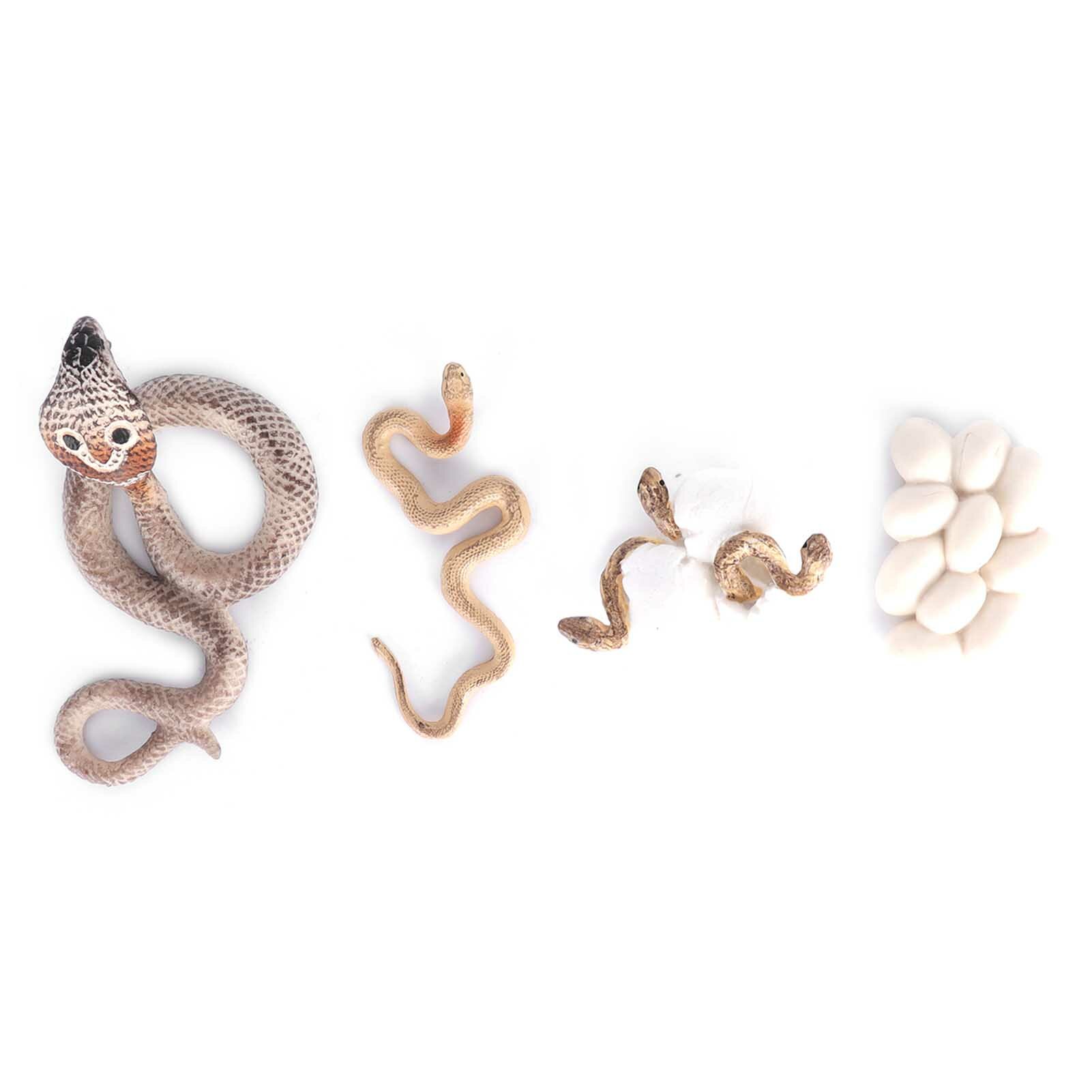 Модель роста кобры - обучающая игрушка "Жизненный цикл" из пластика, для детей от 3 лет, высококачественный PVC