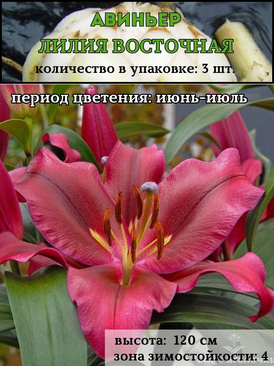 Лилия розелили Мэджик Стар, луковицы 3 штукиЛилия розелили Авиньер, луковицы 3 штуки