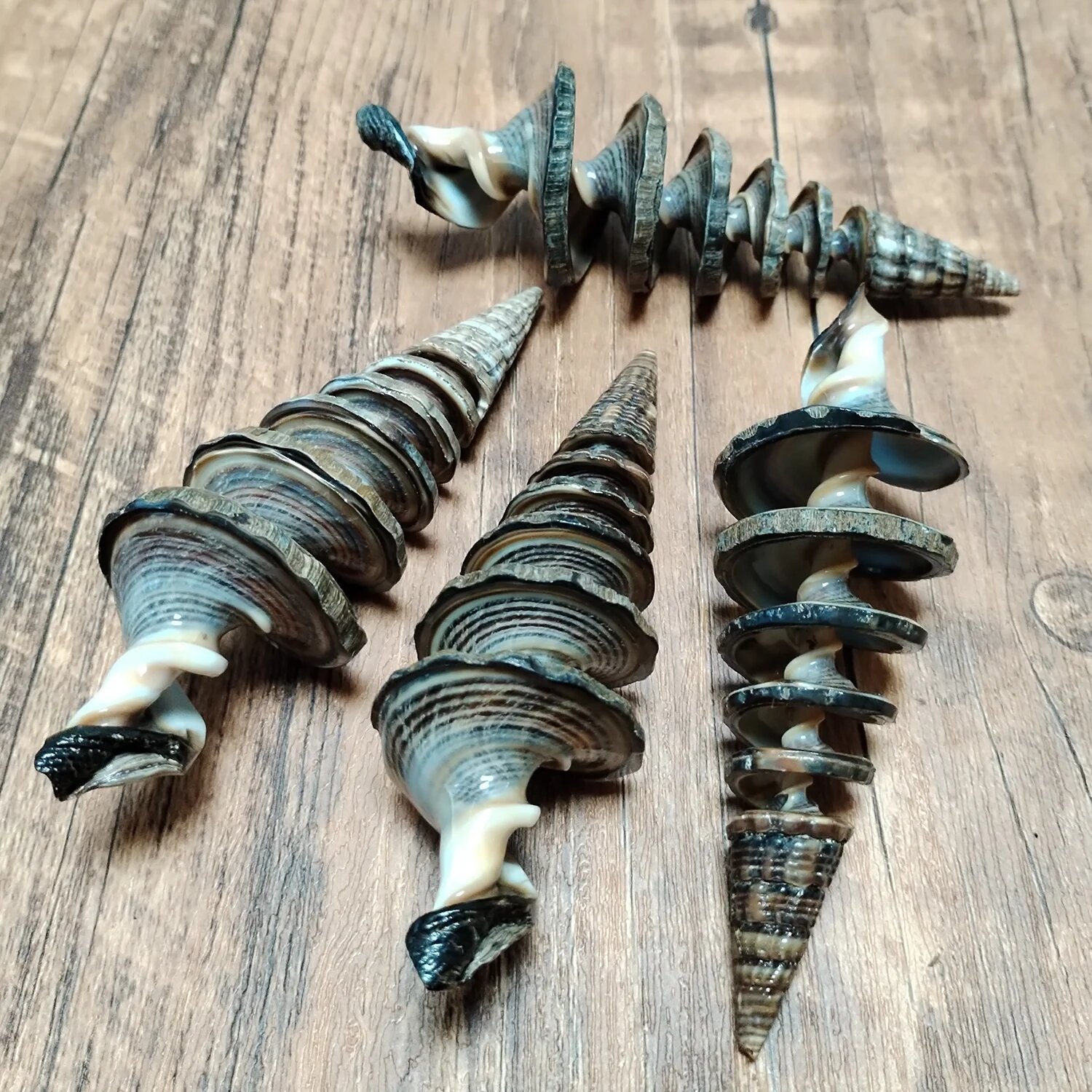 2 шт. натуральные спиральные ракушки ORIGIFTS 10-12см