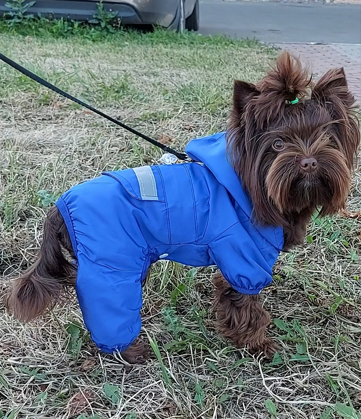 Дождевик на кнопках легкий для собак, комбинезон с капюшоном от дождя для животных мелких и средних пород, синий