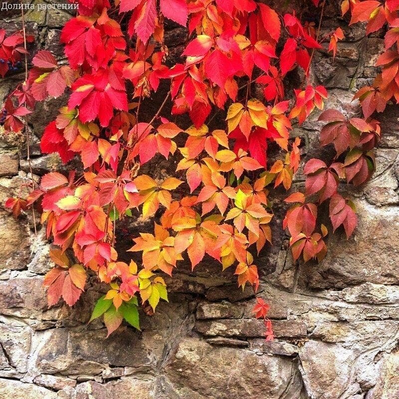 Виноград девичий пятилисточковый (1 саженец в горшке Р9), Нидерланды