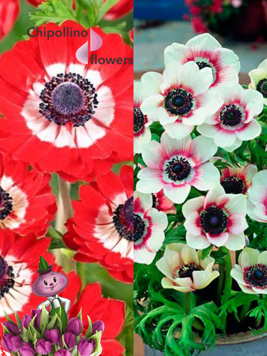 Луковицы цветов, chipollino flowers, TWIN, анемона HOLLANDIA 10 ШТ / анемона BICOLOR 10 ШТ (20 луковиц)