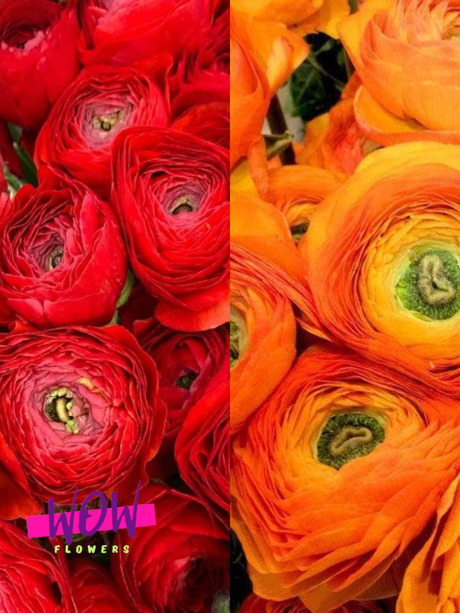 Лютик Садовый ( Ранункулюс ) Красный 10 шт\ Лютик Садовый ( Ранункулюс ) Оранжевый 10 шт