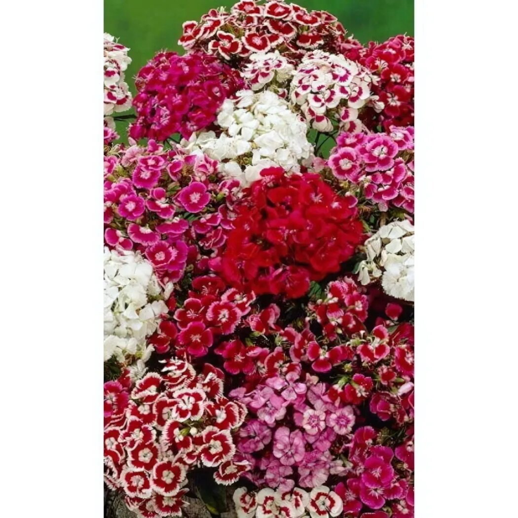Семена гвоздики турецкой 'Индийский ковер', высота 25см, цветение июнь-ноябрь