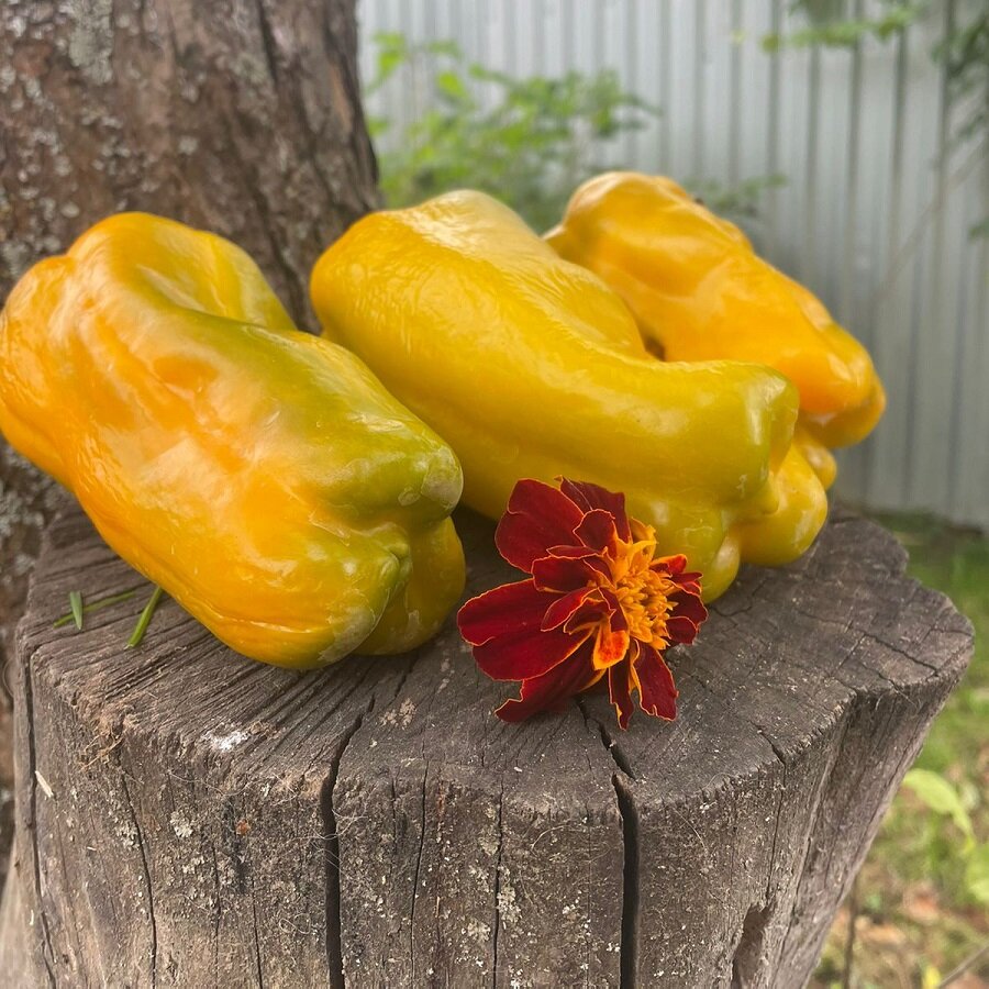 Семена Орешка Перец сладкий Гигант Марса желтый 5 ШТ