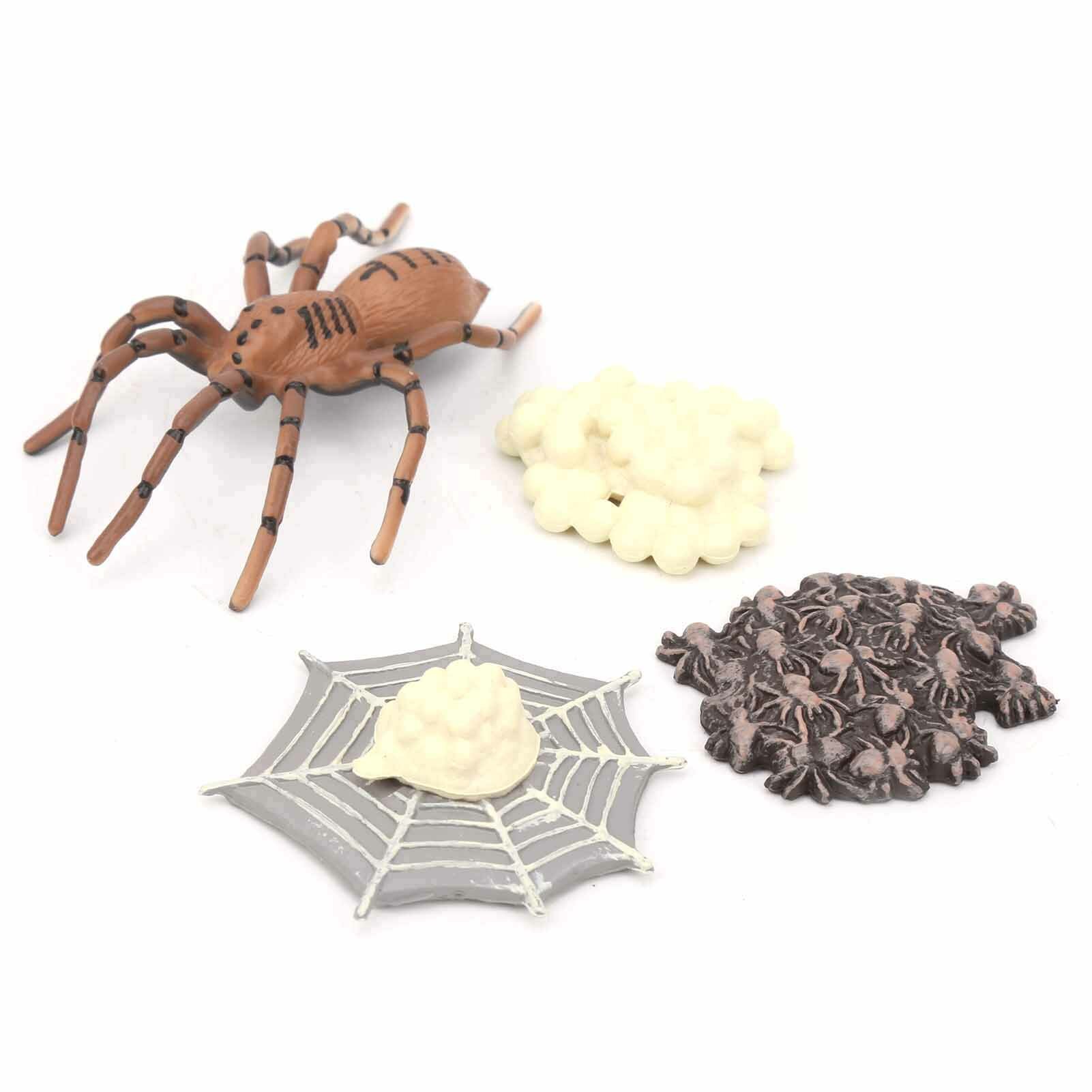 Цикл роста животных, модель жизненного цикла, обучающая модель, игрушка для детей #1