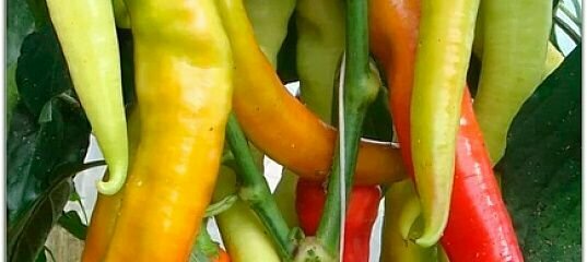 Коллекционные семена перца острого Фуджи F1