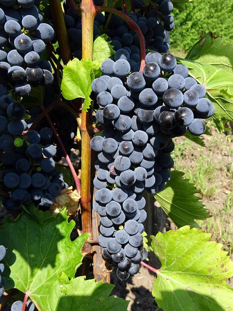 Виноград Фронтиньяк / 1 шт, высокая урожайность, среднеранний, технический сорт