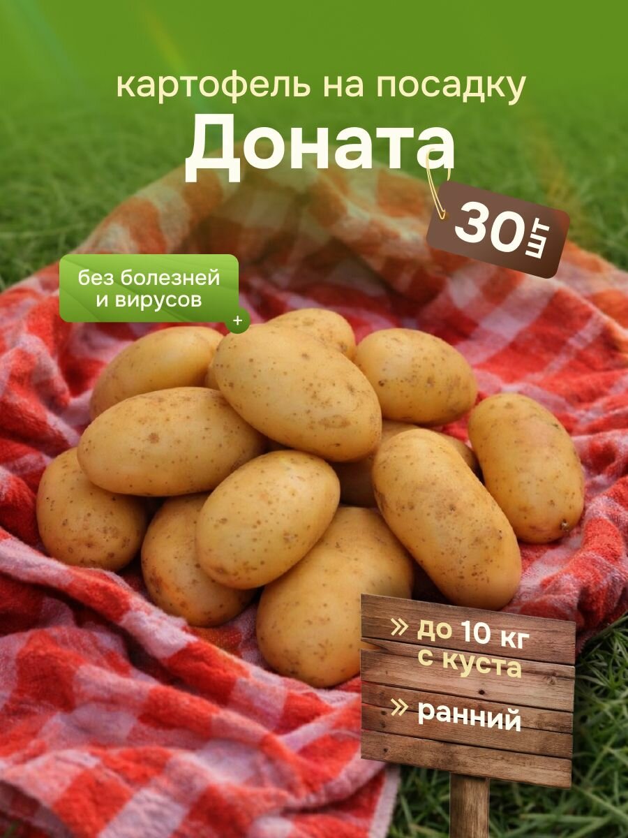 Картофель клубни на посадку Доната 30шт "ранний"