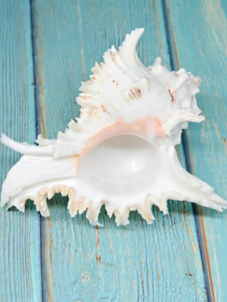 Ракушка морская натуральная Мурекс "Белая невеста" для аквариума, декор, 10 см