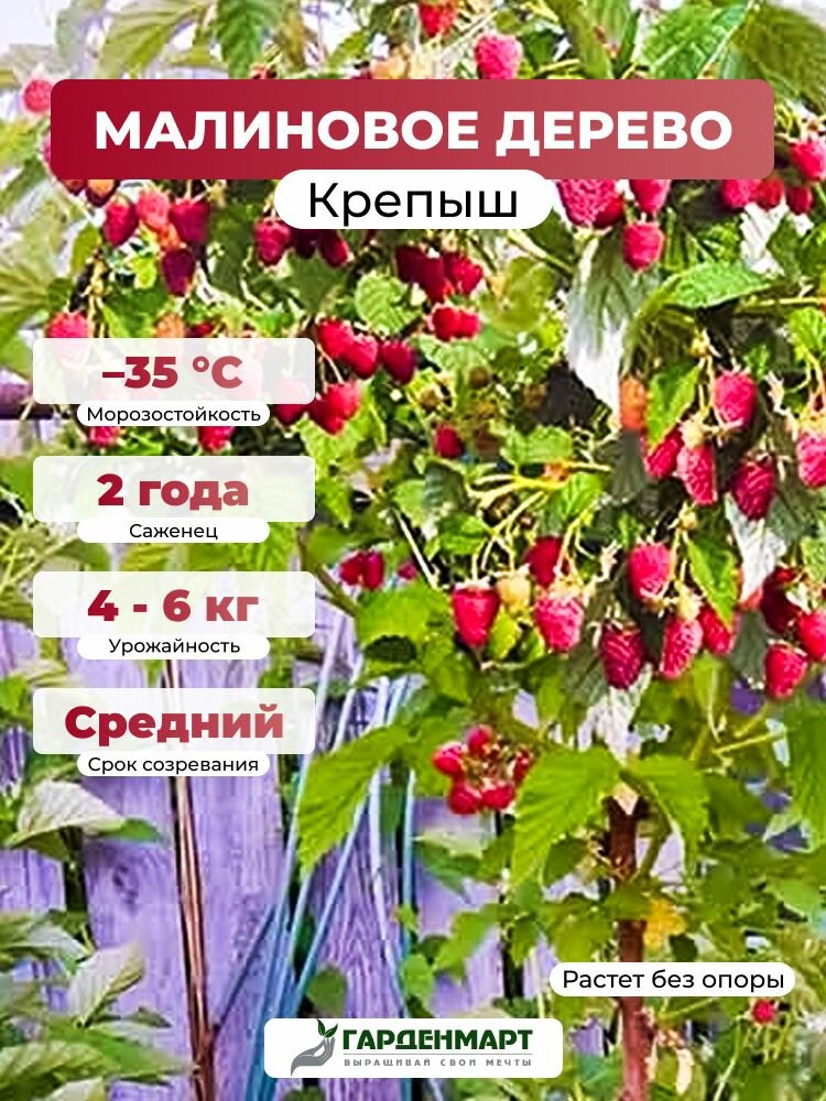 Саженец Малиновое дерево Крепыш