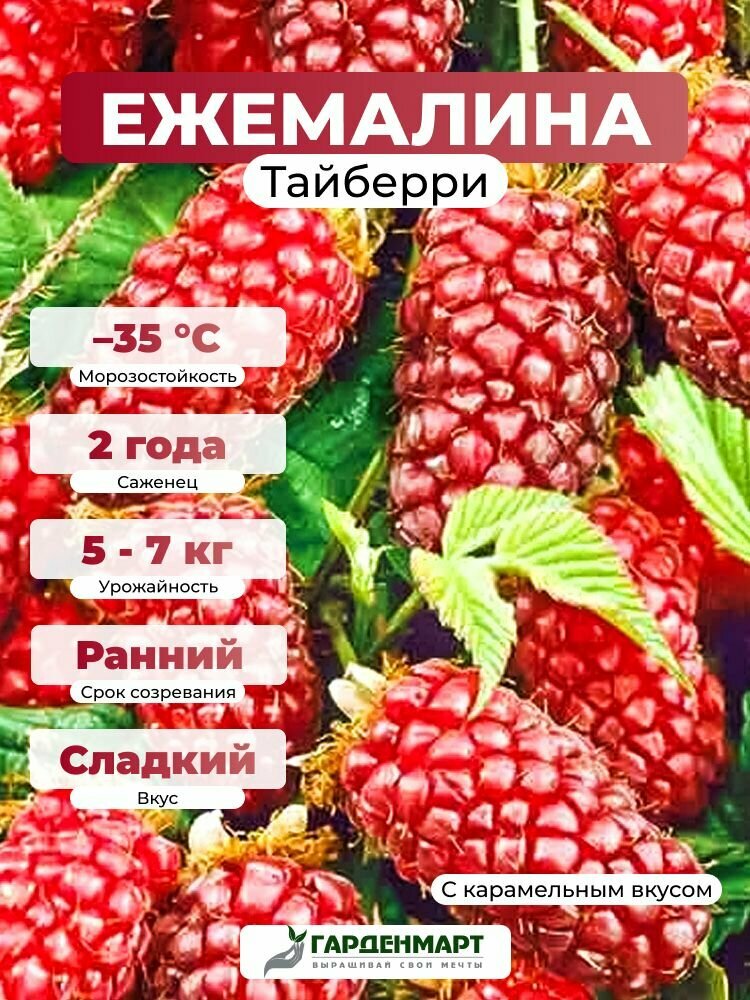 Саженец Ежемалина с карамельным вкусом Тайберри