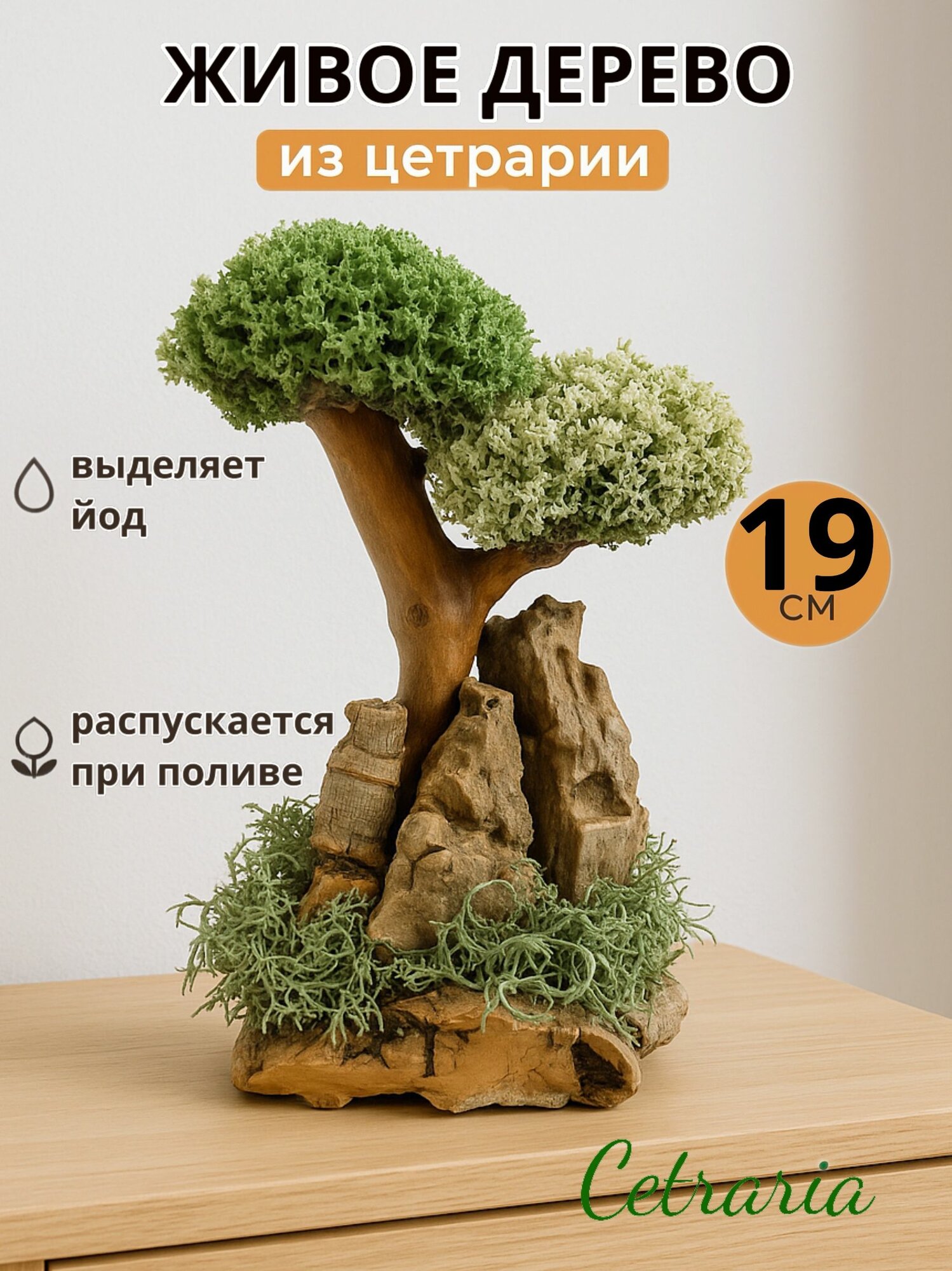 Декоративное настольное дерево-бонсай из исландского мха ручной работы Цетрария.