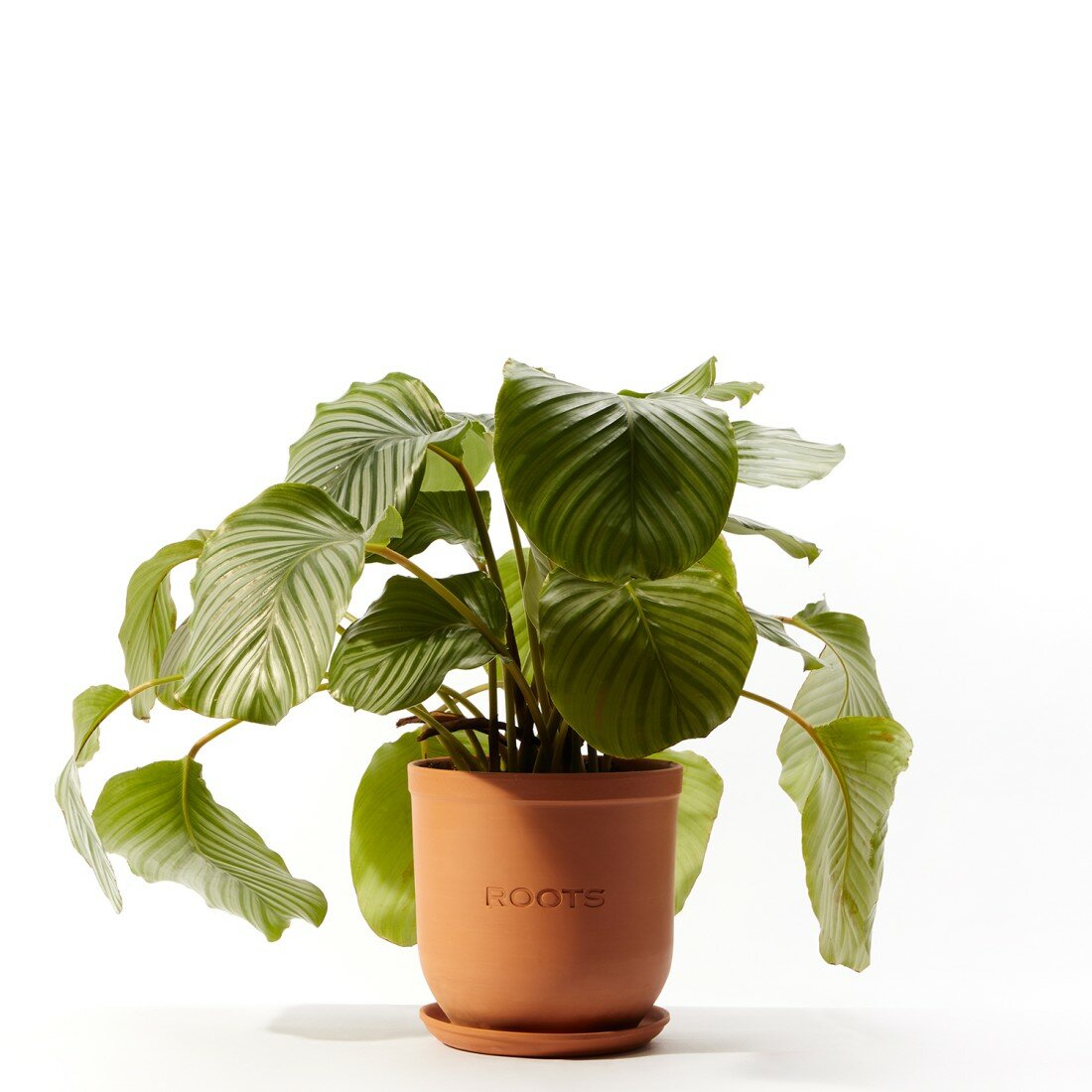 Калатея Орбифолия d21