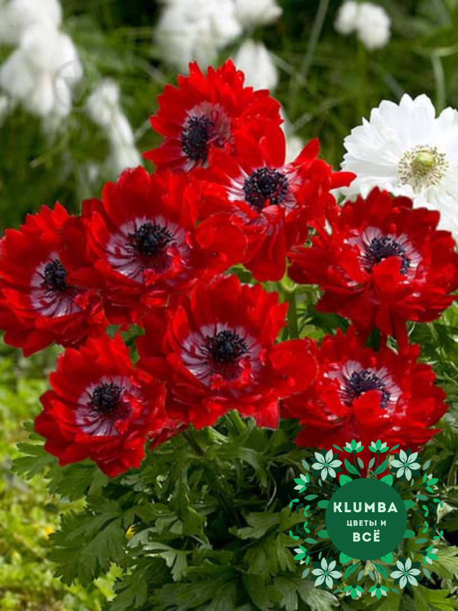 Луковицы цветов , Клумба , Анемоны The Governor ( 10 шт )красные