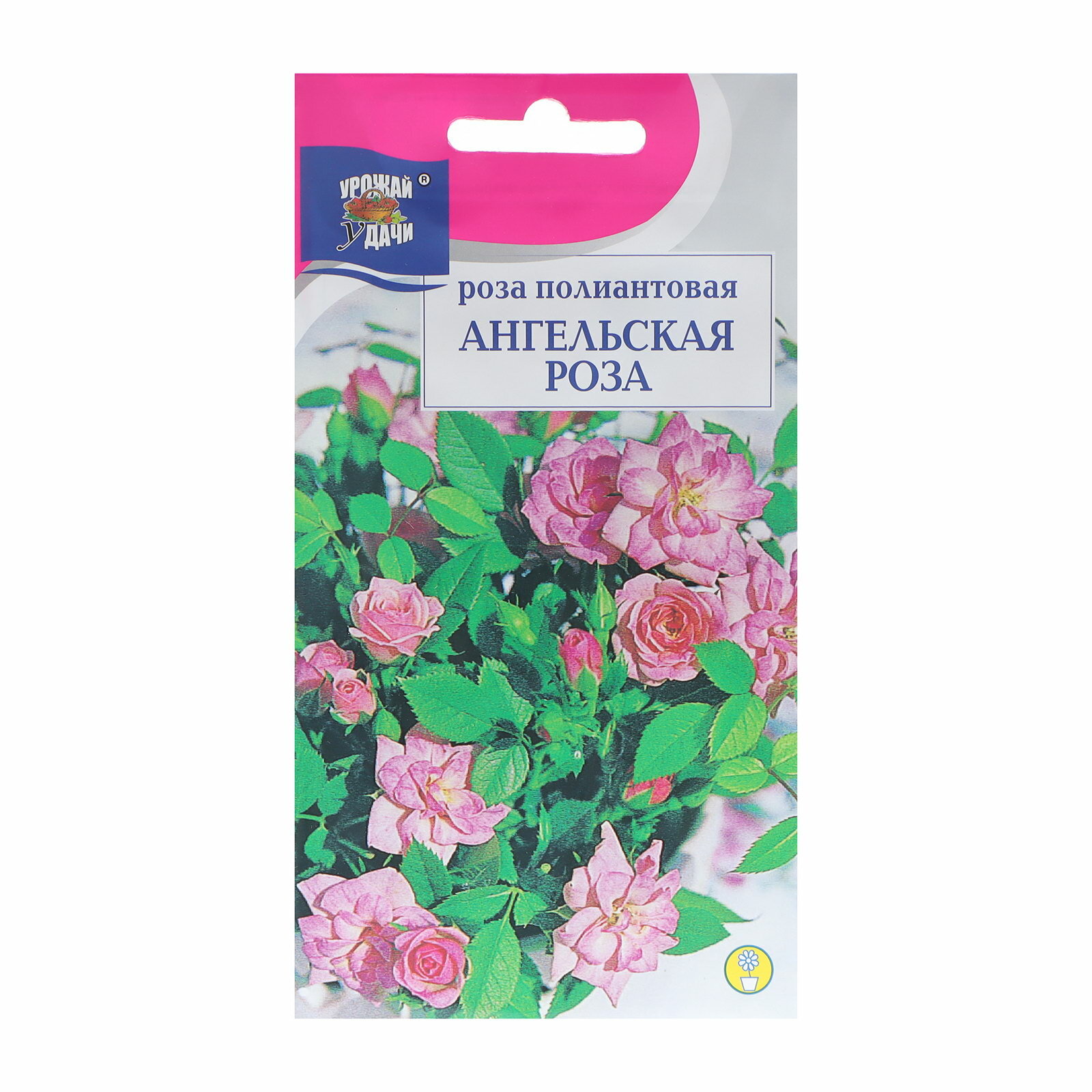 Семена цветов Роза полиантовая "Ангельская", 0.03 г, цветение период: август