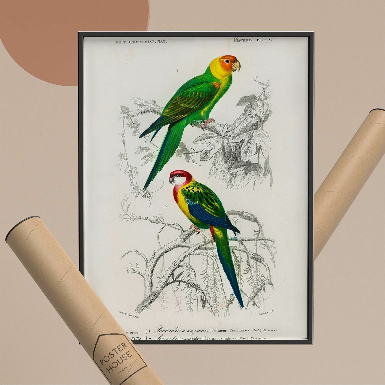 Постер Птицы Винтаж 50х70 см без рамы/ Эстетика/ Минималистичный эстетичный плакат для интерьера