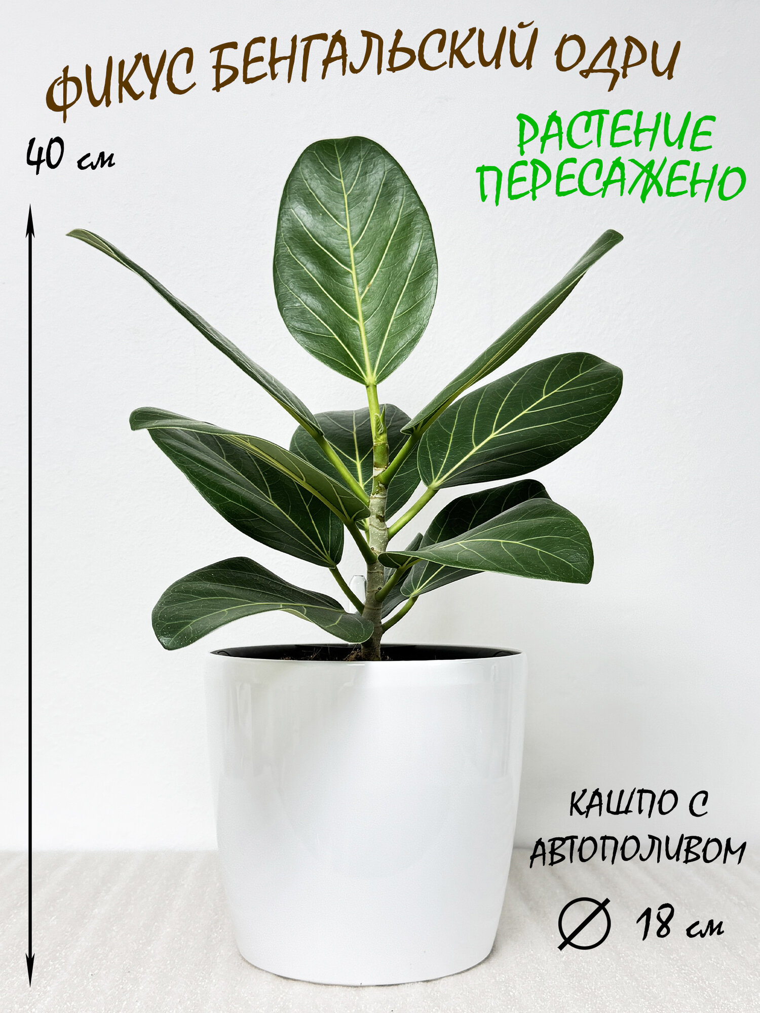 Фикус Бенгальский Одри в белом кашпо с автополивом, высота 40-45см