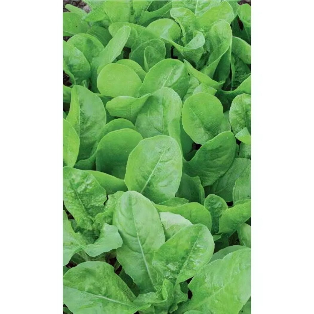 Семена салата 'Бутербродный' (Марс), ранний сорт, 35-40 дней, 3,2 кг/м2