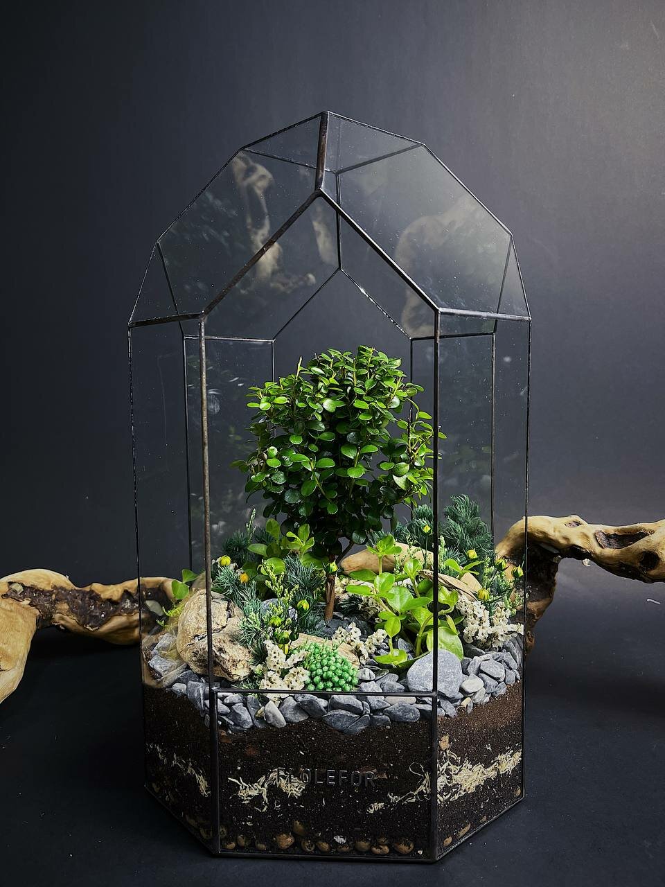 Флорариум с мирсиной африканской от Flolefor "Большой сад души", бонсай, 20х20х35 см (ДхШхВ)