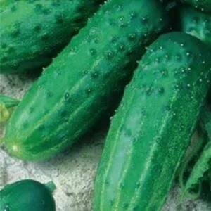 Коллекционные семена огурца F1 Чудо грунта