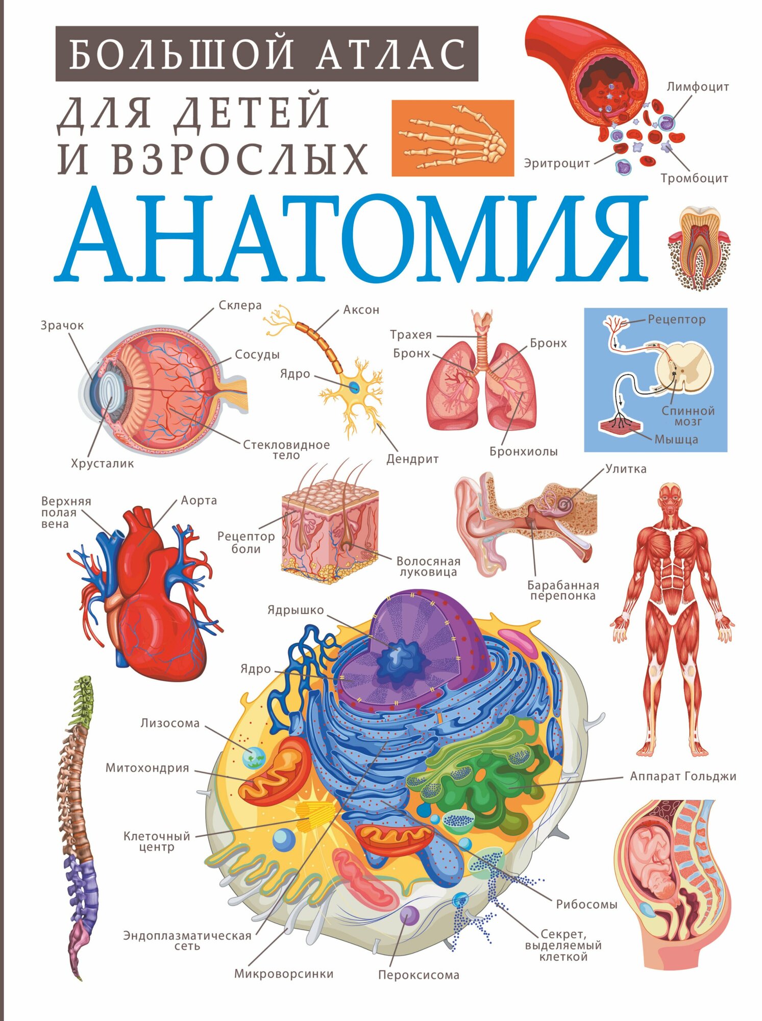 Книга: "Анатомия" от Спектор А, русский язык, Универсальные энциклопедии
