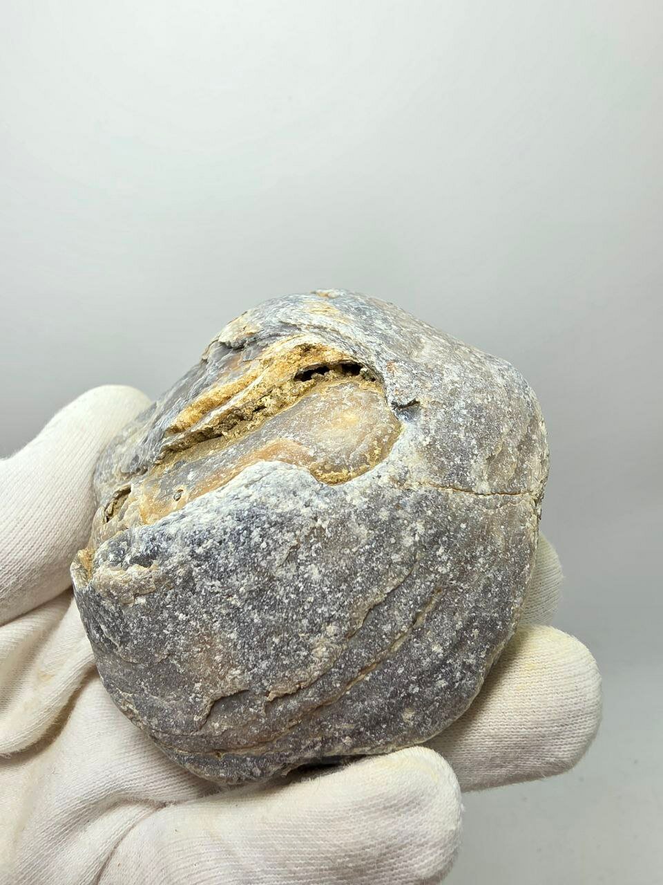 Окаменелая устрица Gryphaea, 87 мм, 287 г.