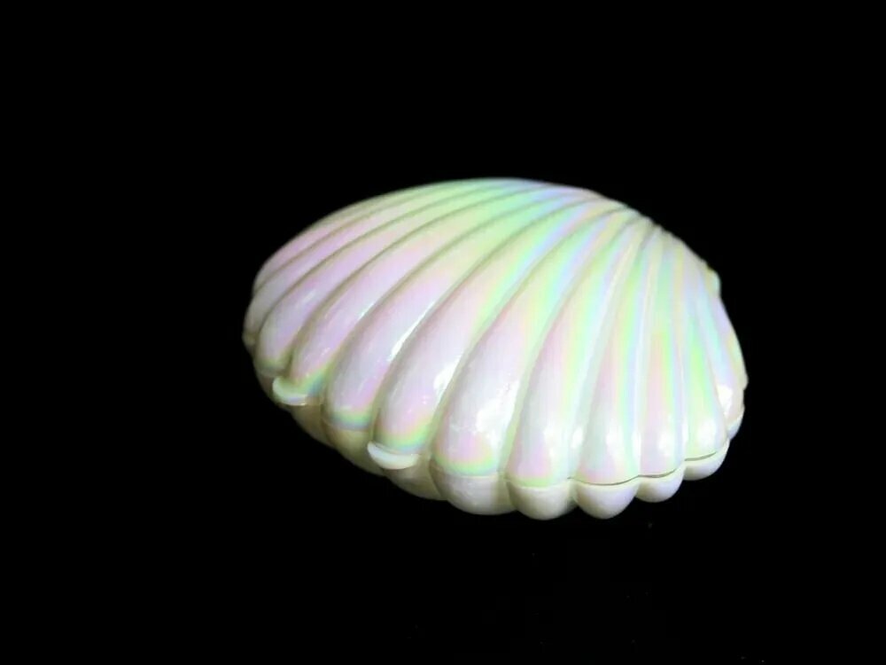 Ракушка шкатулка, набор из 12 штук