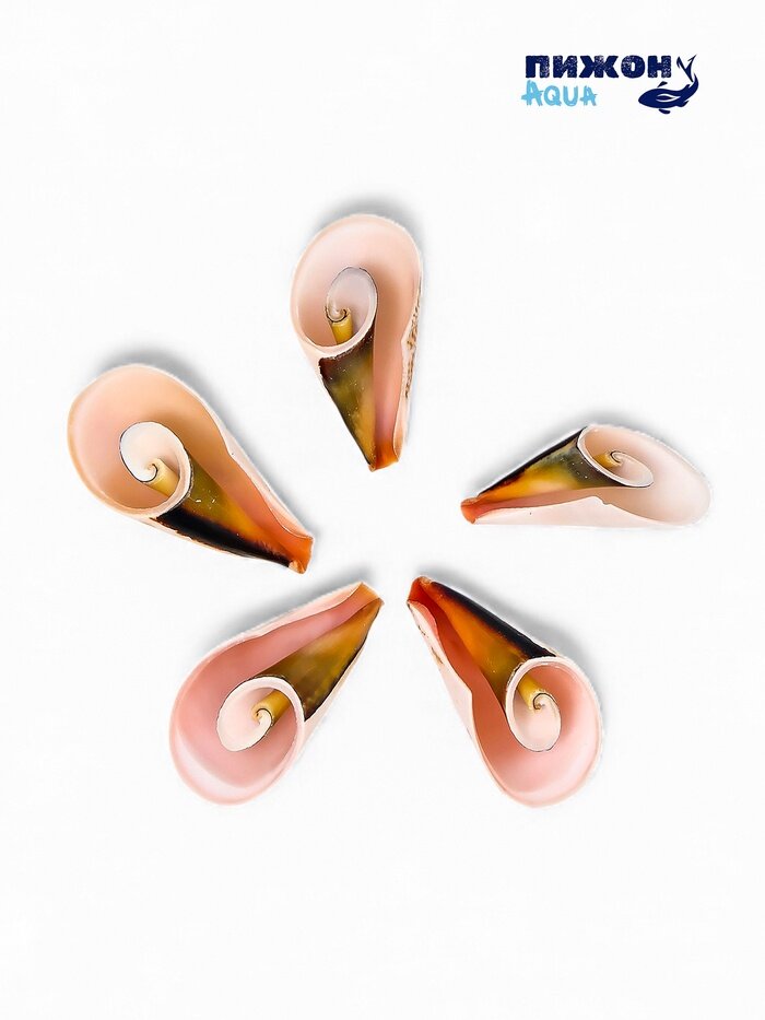 Набор ракушек декоративных, длина 4 см, 5 шт.