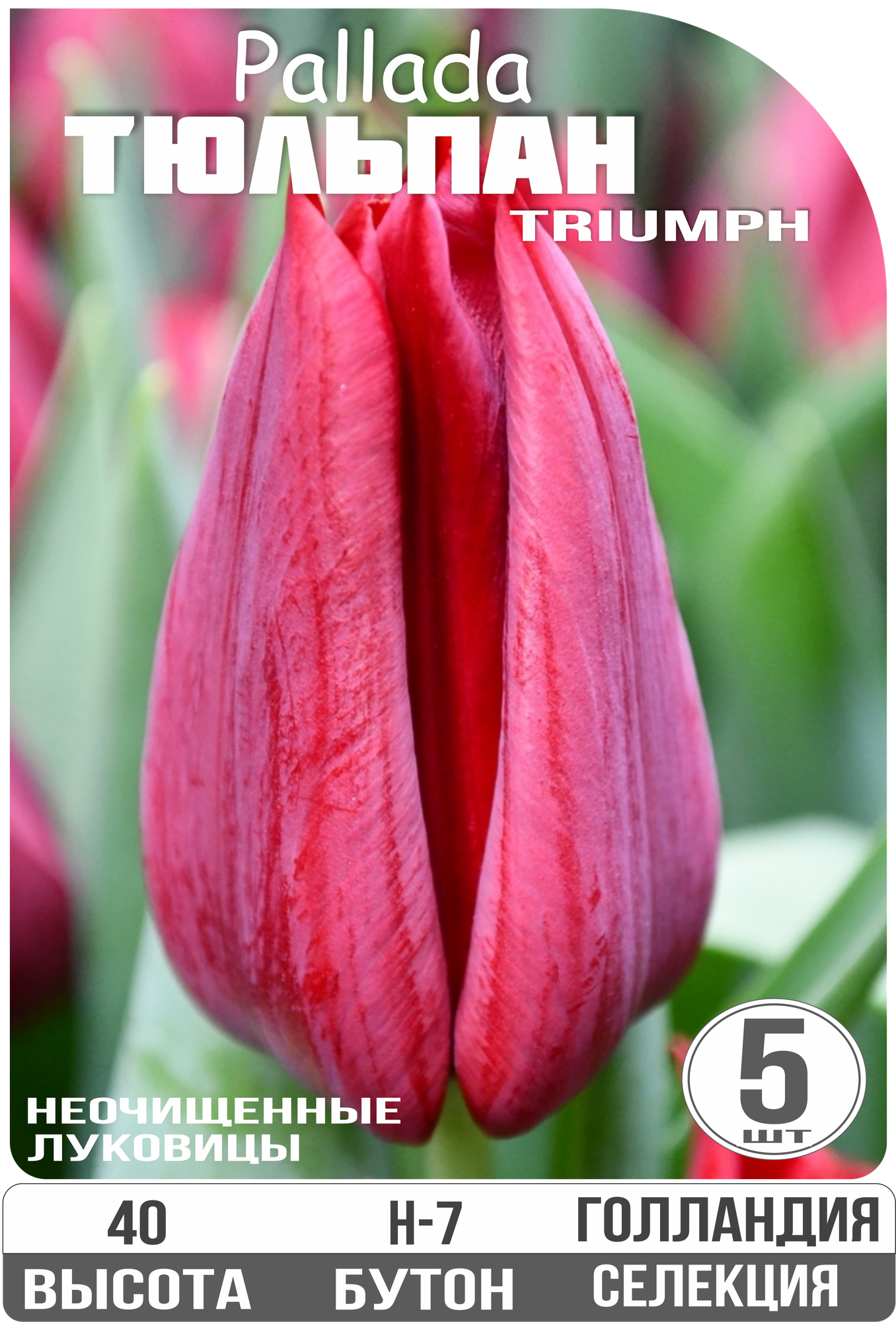 Тюльпан Луковица, Паллада, 5шт, неочищенные, многолетник, высота 50 см, красный