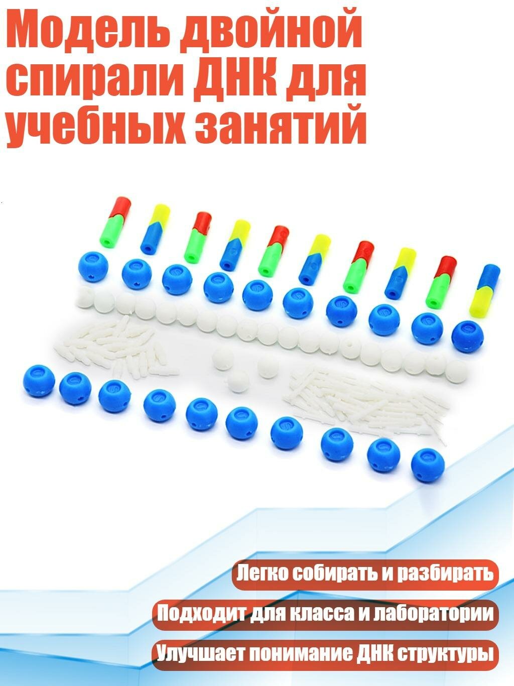 Модель двойной спирали ДНК для учебных занятий