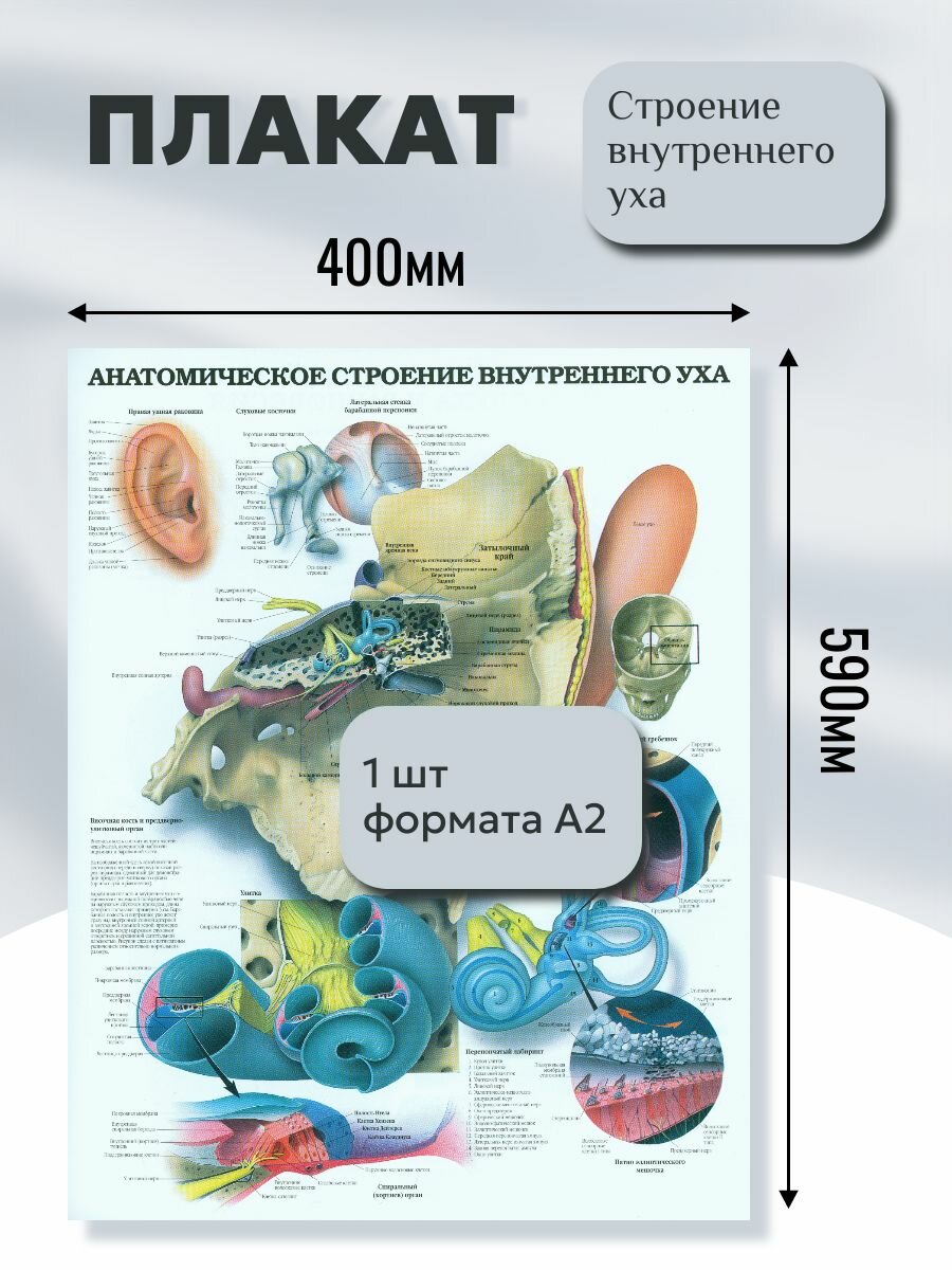 Плакат "Анатомическое строение внутреннего уха", А2, фотобумага, без рамы, 40х60 см