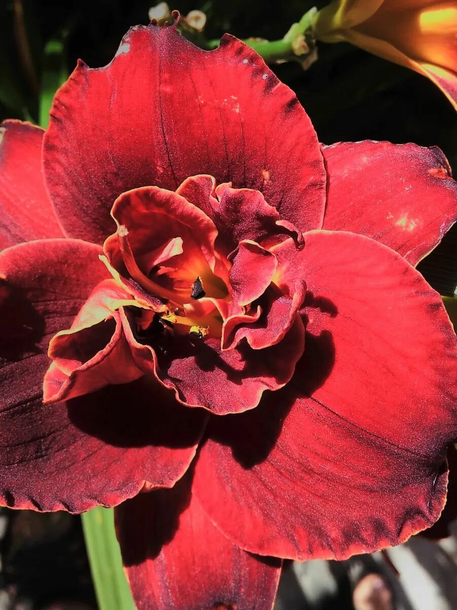 Лилейник Дабл Файркрэкер