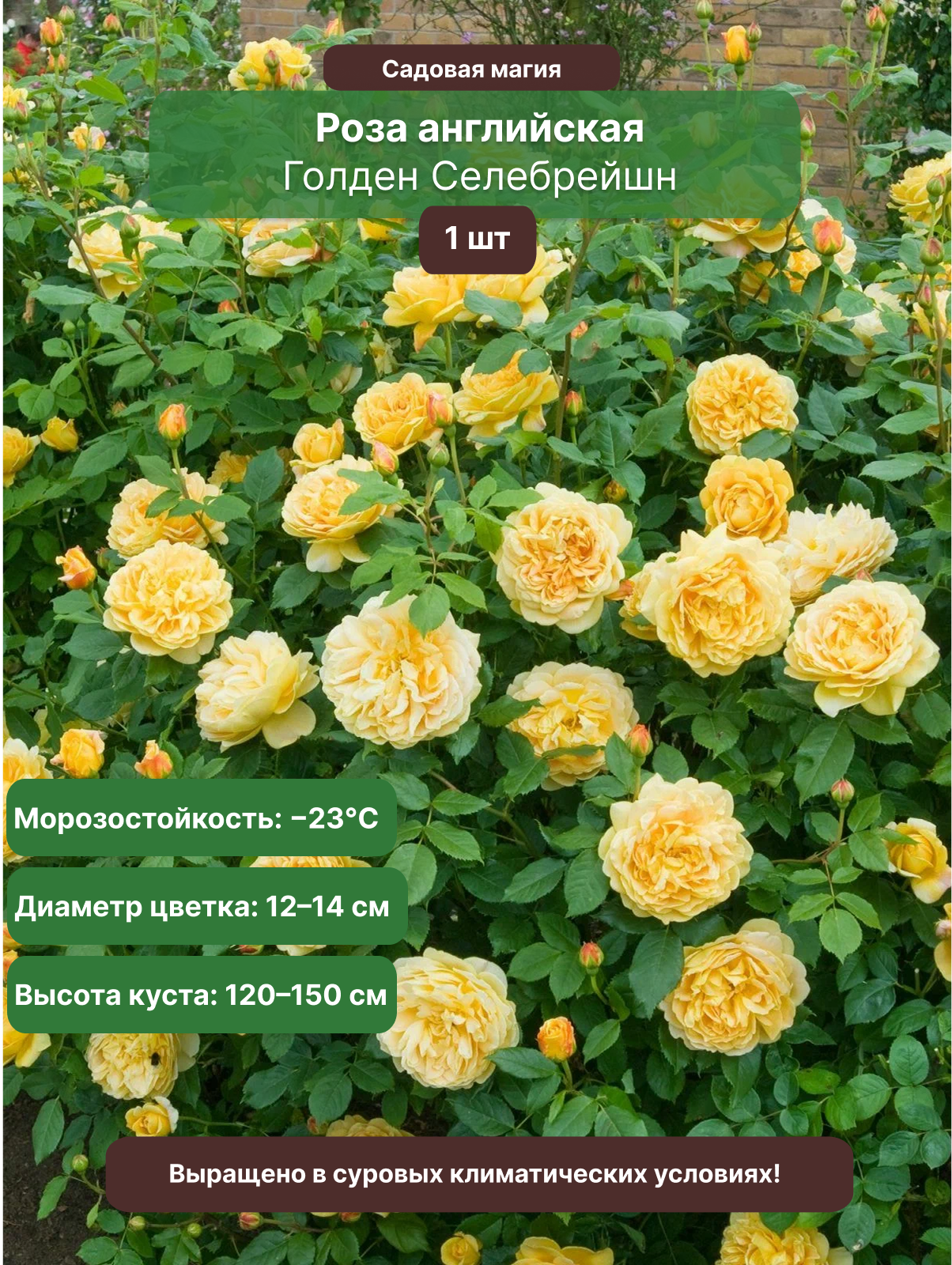 Роза английская Голден селебрейшн , 1 саженец , многолетняя , желтая