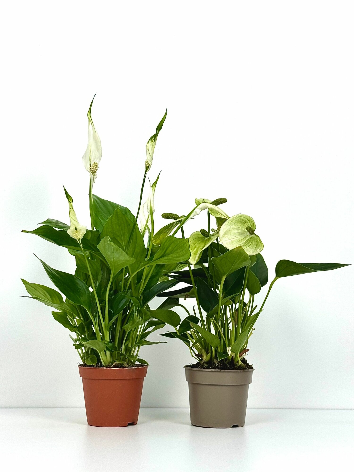 Набор 2 растения Спатифиллум Антуриум Белый в горшке D9 (живые растения)