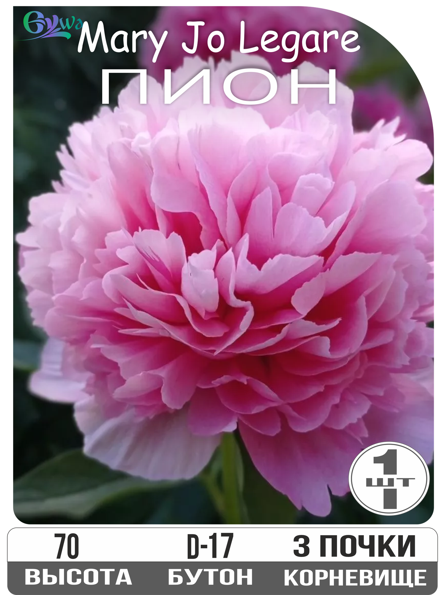 Пион Корневище, Мари Джо Легар, 3 почки, многолетник, высота 75 см, хамелеон