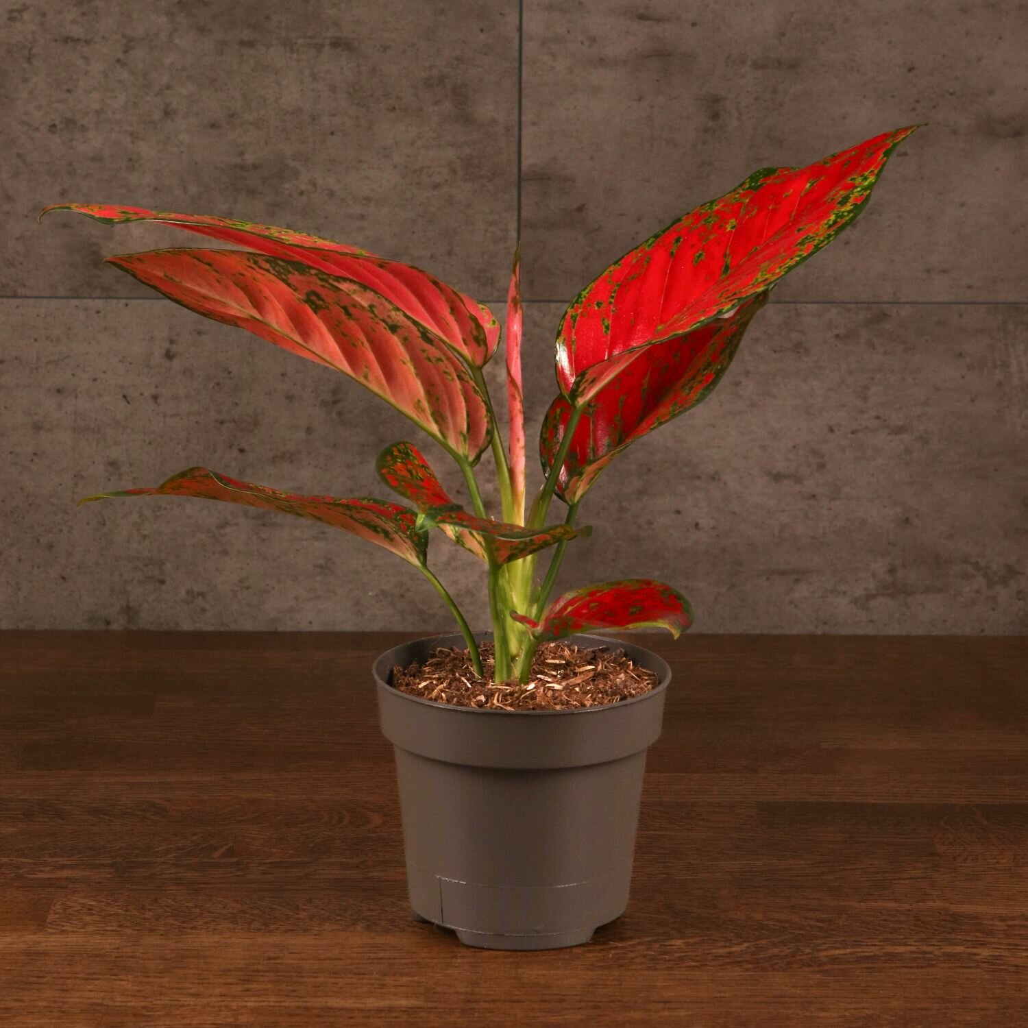 Аглаонема Ruby Love 35/12