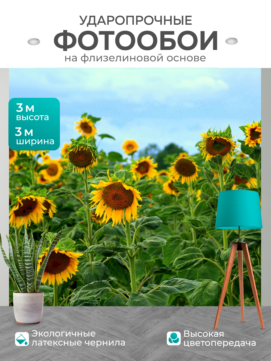 Фотообои моющиеся ударопрочные "Подсолнухи, поле подсолнухов, культивирование" 300x300 см. флизелиновые на стену