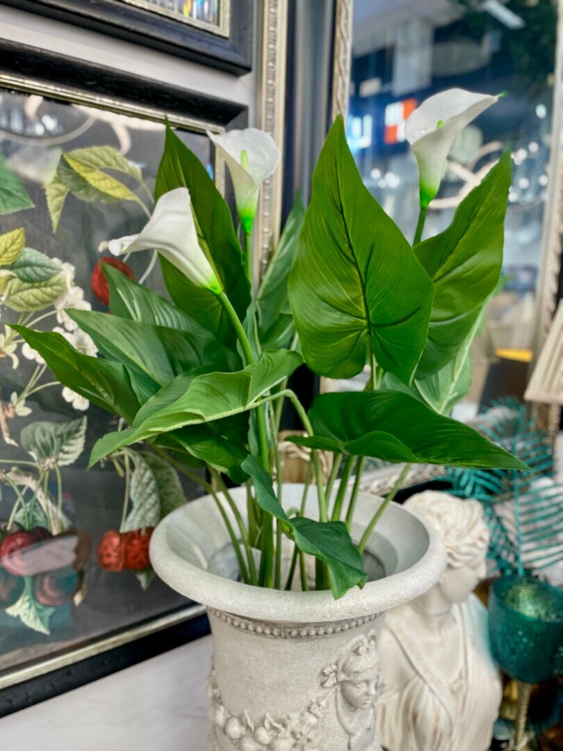 Растение декоративное BIZZOTTO CALLA 0172496 680h