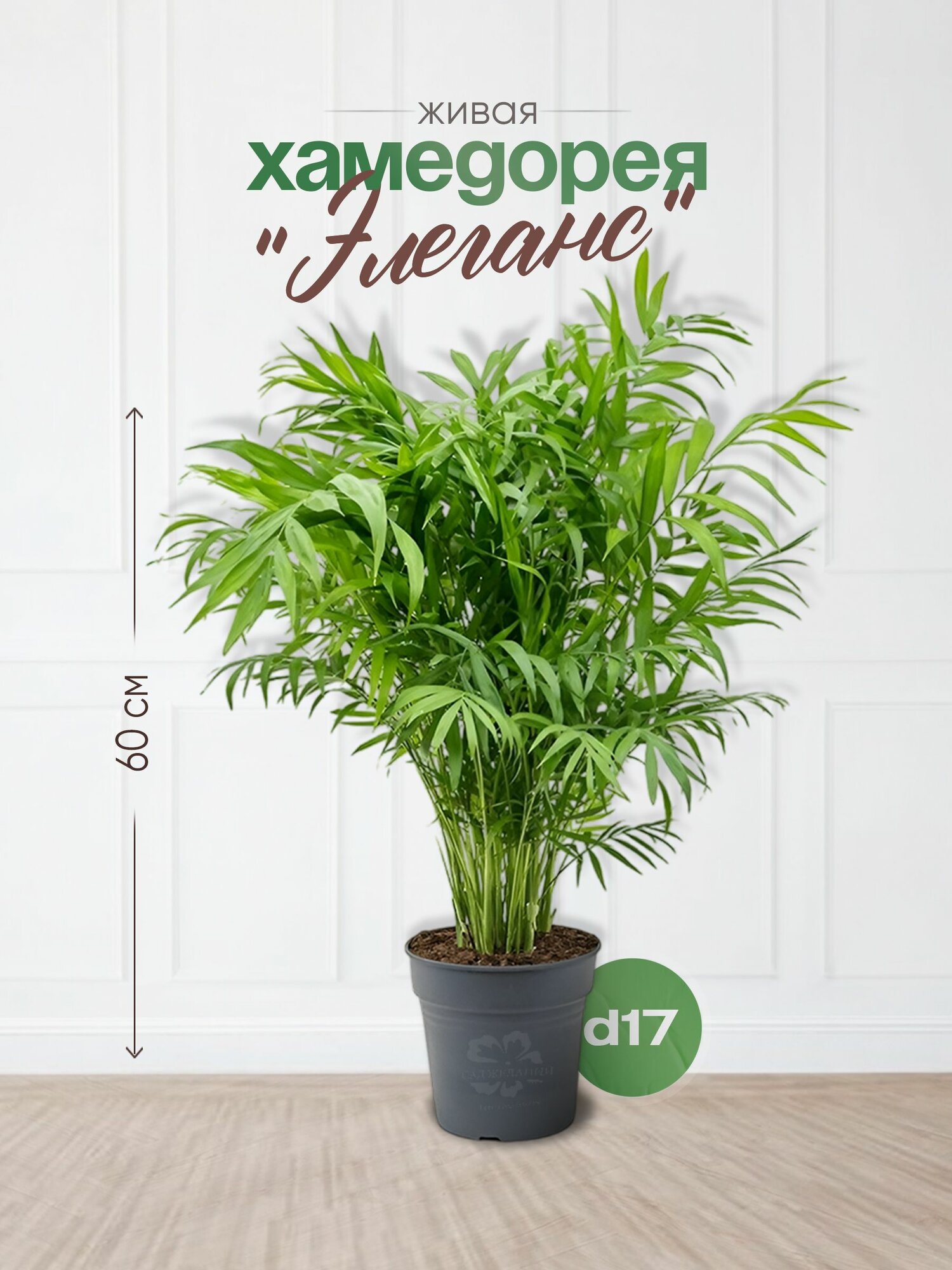 Пальма Хамедорея Элеганс крупномер 50*17
